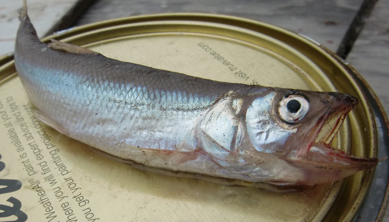 Naknek Seafood Gone Fishing: June 23: Offshore wind