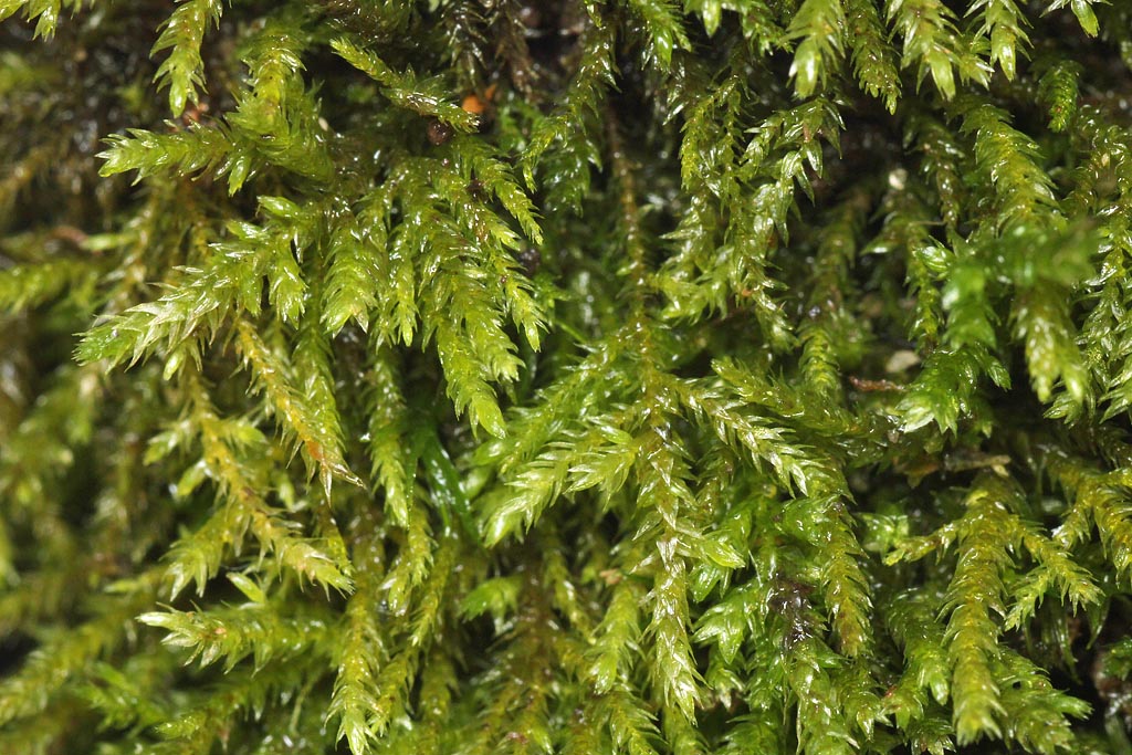 Moonmoths Photo Gallery: December 2011