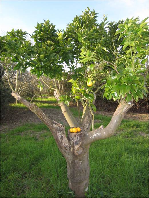 Horta de fim-de-semana: A laranjeira finalmente recuperou!