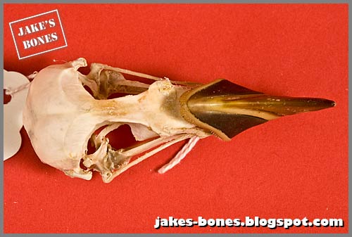 Two amazing puffin skulls : Jake's Bones
