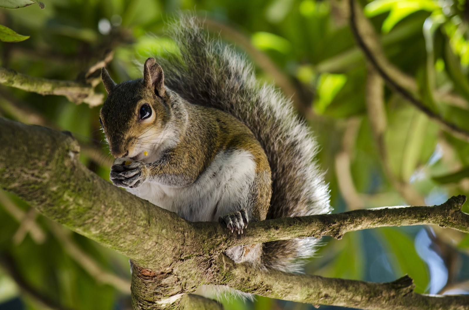 Beautiful Wallpapers: squirrels wallpaper
