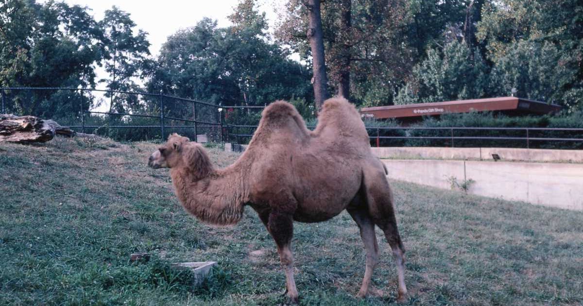 Camel