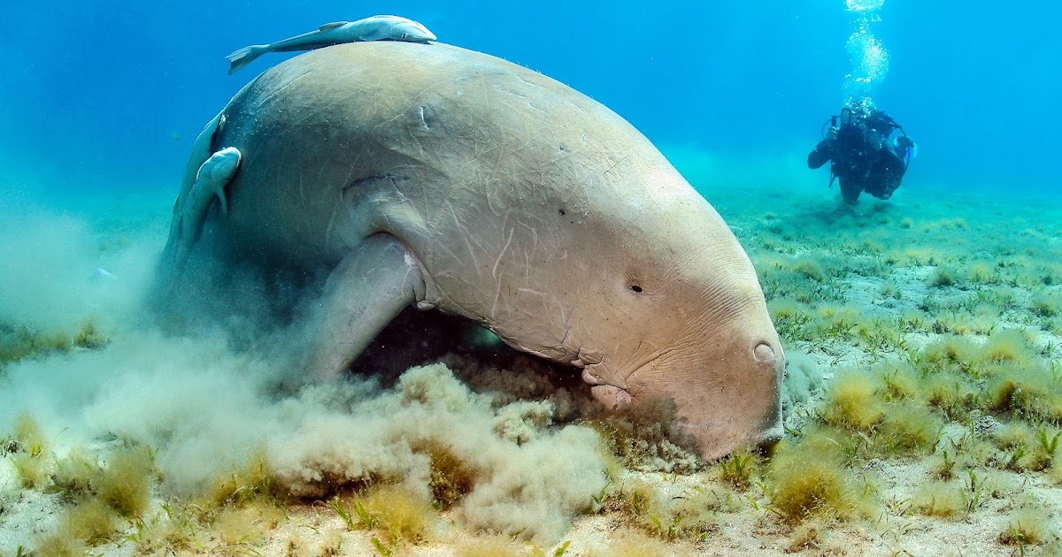 sayapoker.com: Duyung (Dugong dugon)