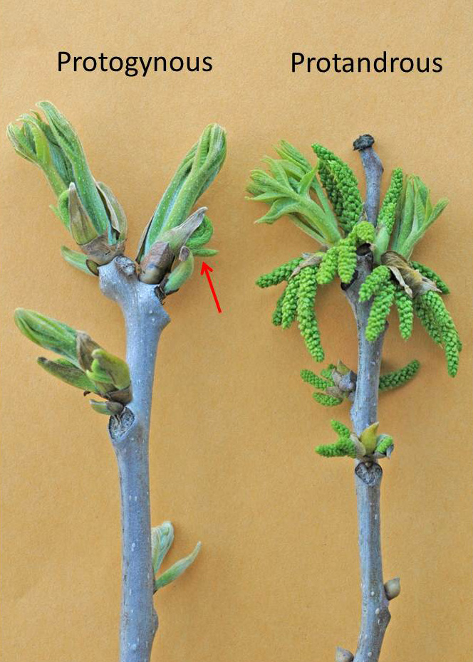 Northern Pecans: Flowering type noticeable at bud break