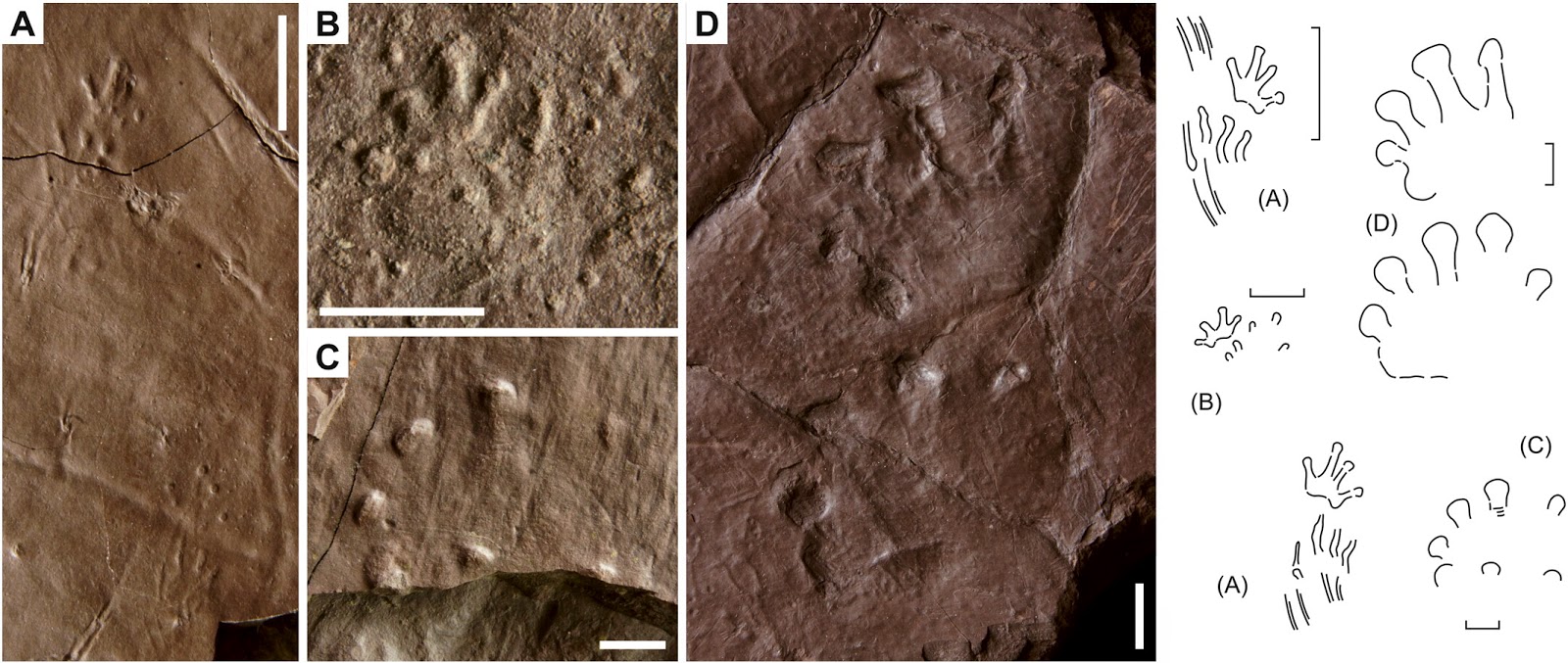 The Dragon's Tales: Artinskian Permian Tetrapod Footprints From Spain