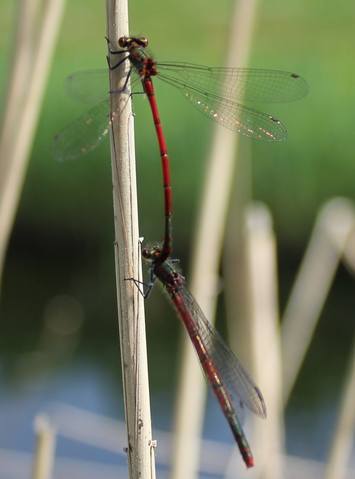 " kieknoutocheens ": Natuurfoto parende libelles