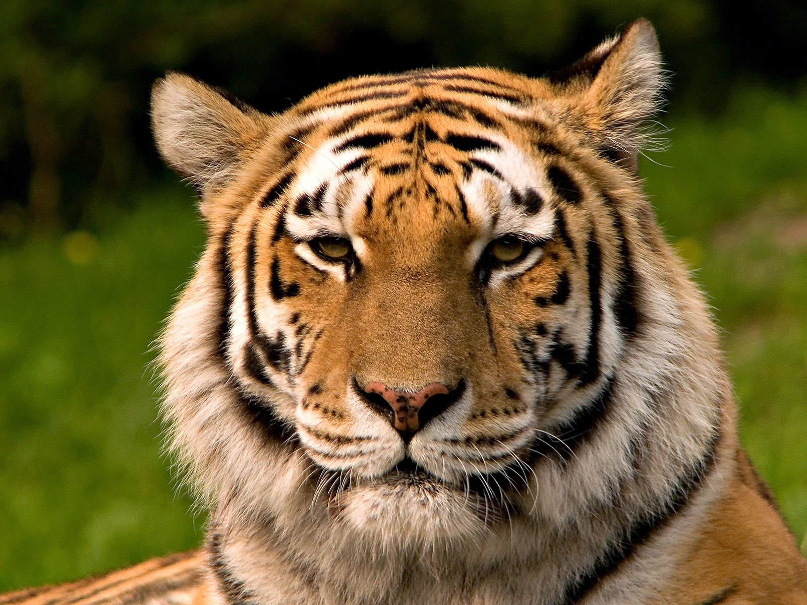 Ali's View on Management: JPL Case and Tiger team