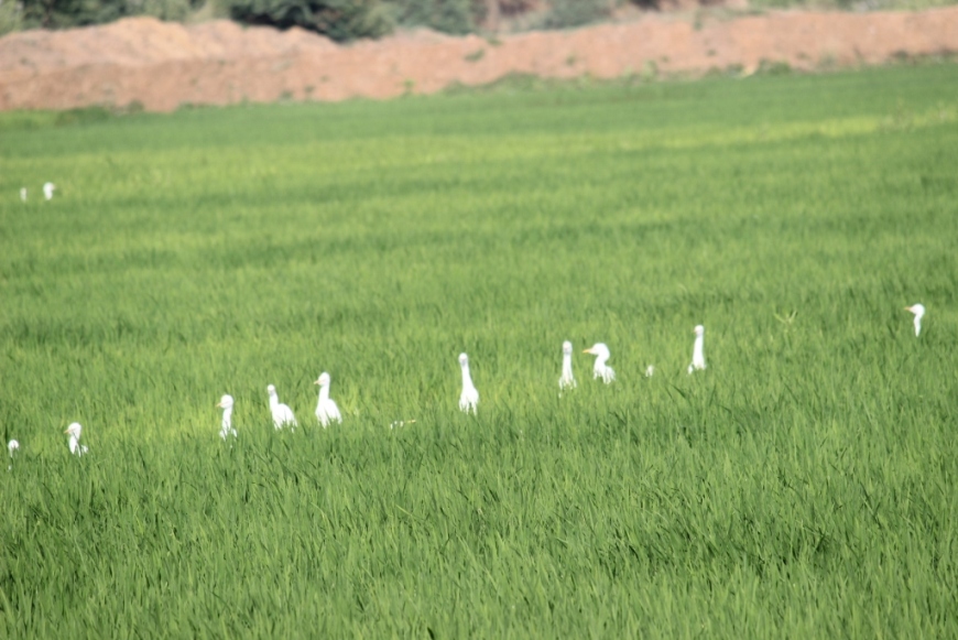 Birding at Puliyankudi! | My Travelogue - Indian Travel Blogger ...