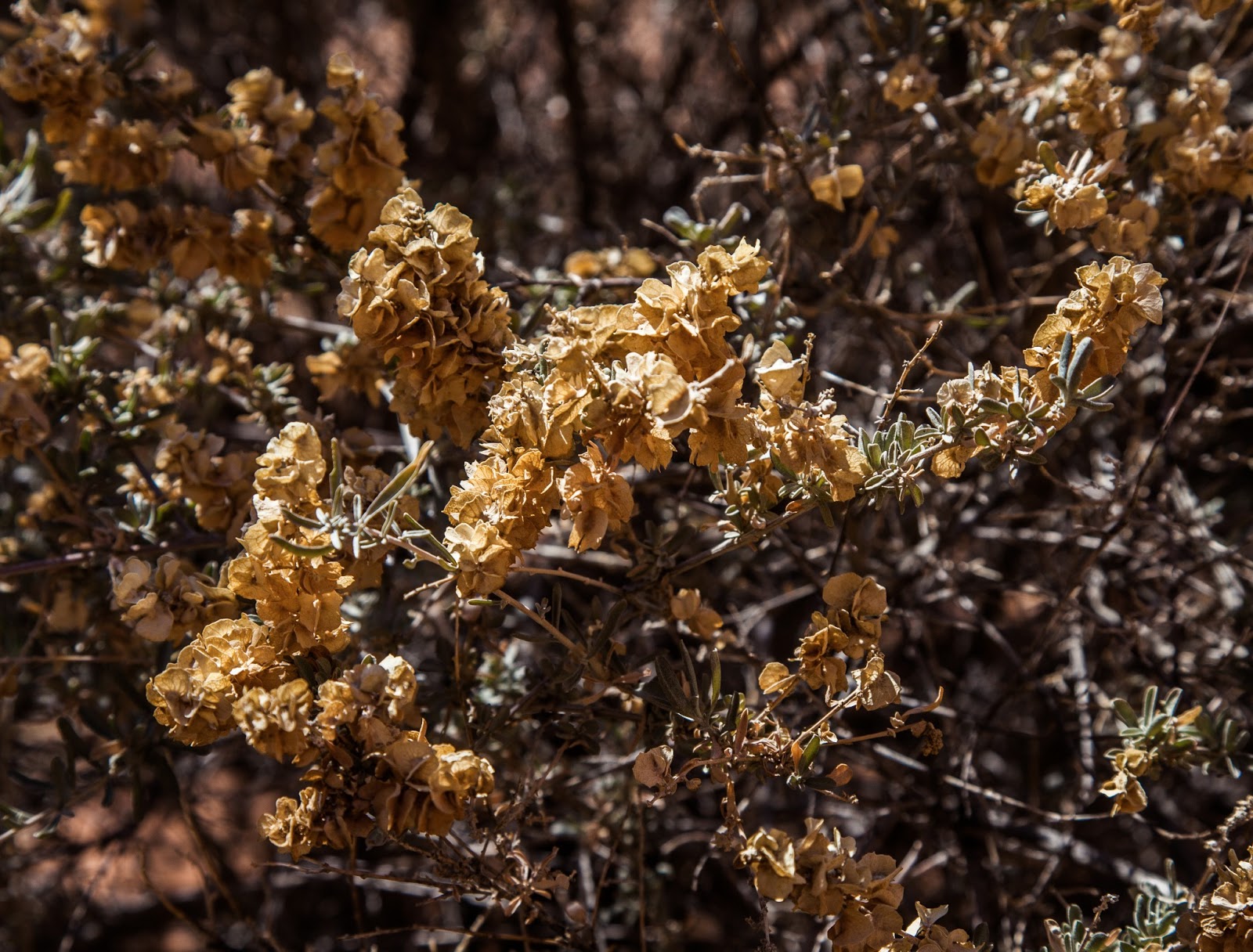 Walking Arizona: Rabbit Bush