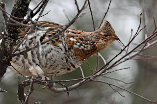 El ojo del buitre: Aves - Guaco de collar (Bonasa umbellus)