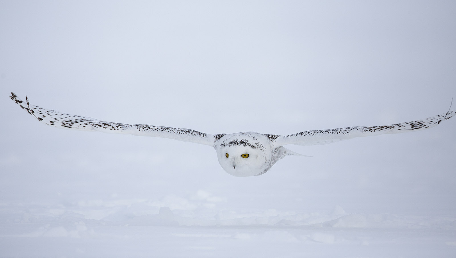 pewit: cold light Snowy Owls