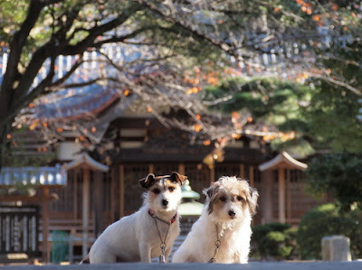 Japanese tolansration: Tokugawa Tsunayoshi, the dog shogun