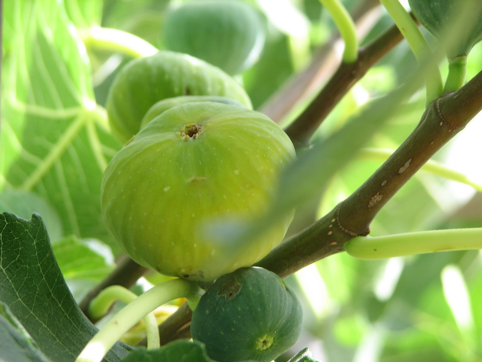 A mi manera: PONGA UN HIGO EN SU VIDA