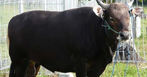 Memilih Sapi Bali Untuk Penggemukan - Fahmy Zone