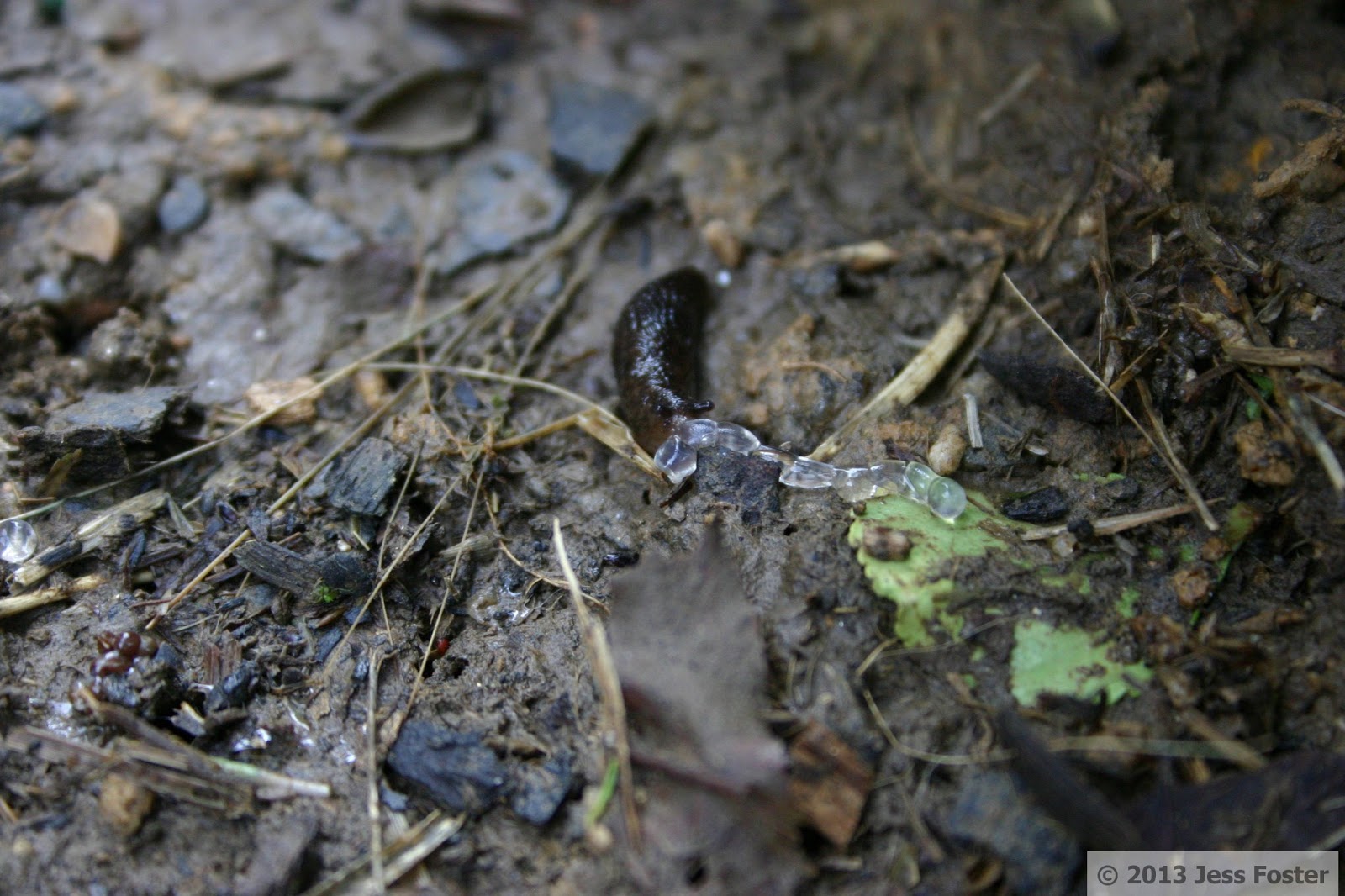 Sluggin' Along: Marsh Slug Laying Eggs