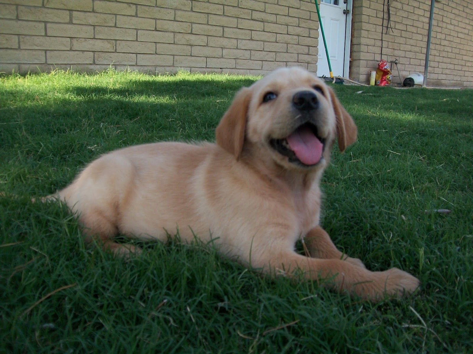 Cedar Ranch Labradors and Yorkies