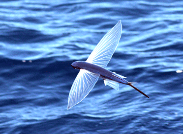 Amazing Flying Fish - Flying Fishs Facts, Photos, Information, Habitats ...