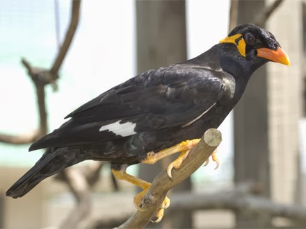 Pássarros livres vida saudavel: explicação da Mainá