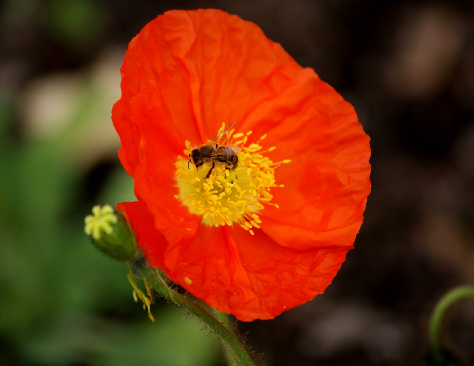 A photo, A thought............: Fauna: Resourceful honey bees.........