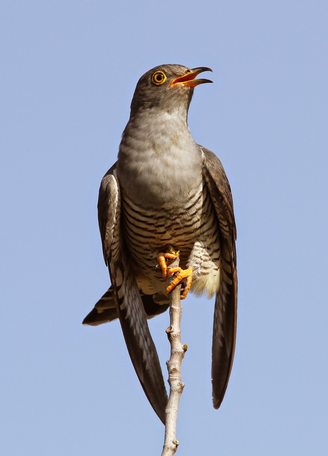 Mirando el campo por el objetivo.: Vuelve la primavera: cuclillos.