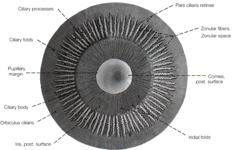 Globo Ocular: Capas del globo ocular y medios refringentes pt. 1