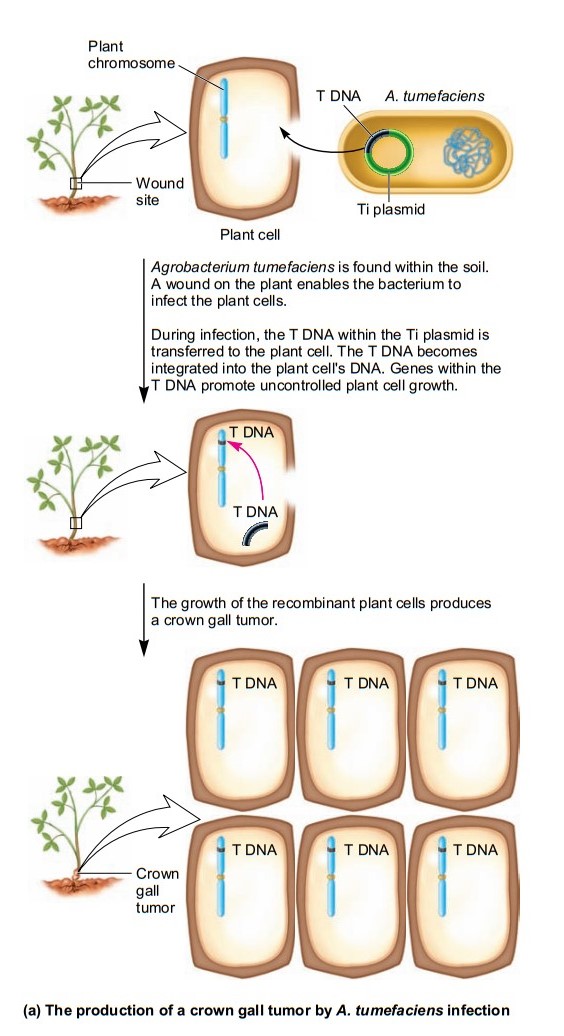 principe de la transformation des cellules végétale par transgenèse ...