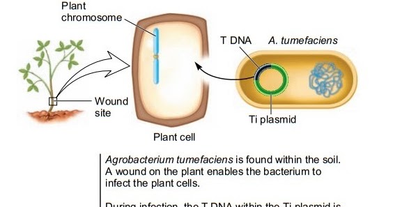 Transformation des cellules végétale Transgenèse | BioEduc