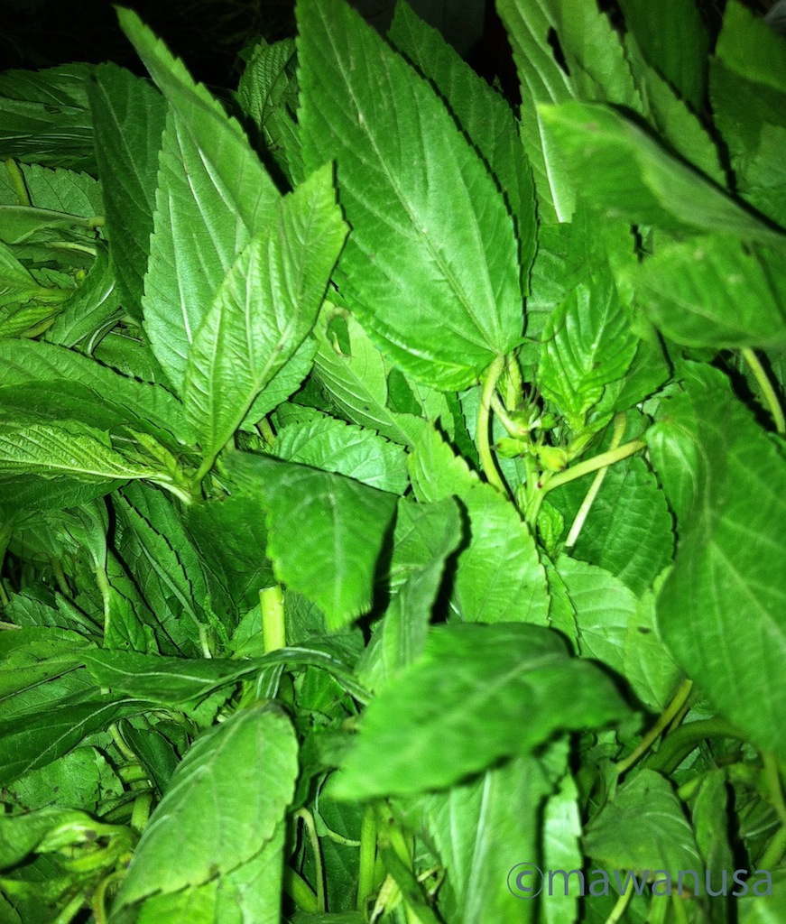 Mawanusa Blog: Molokhia