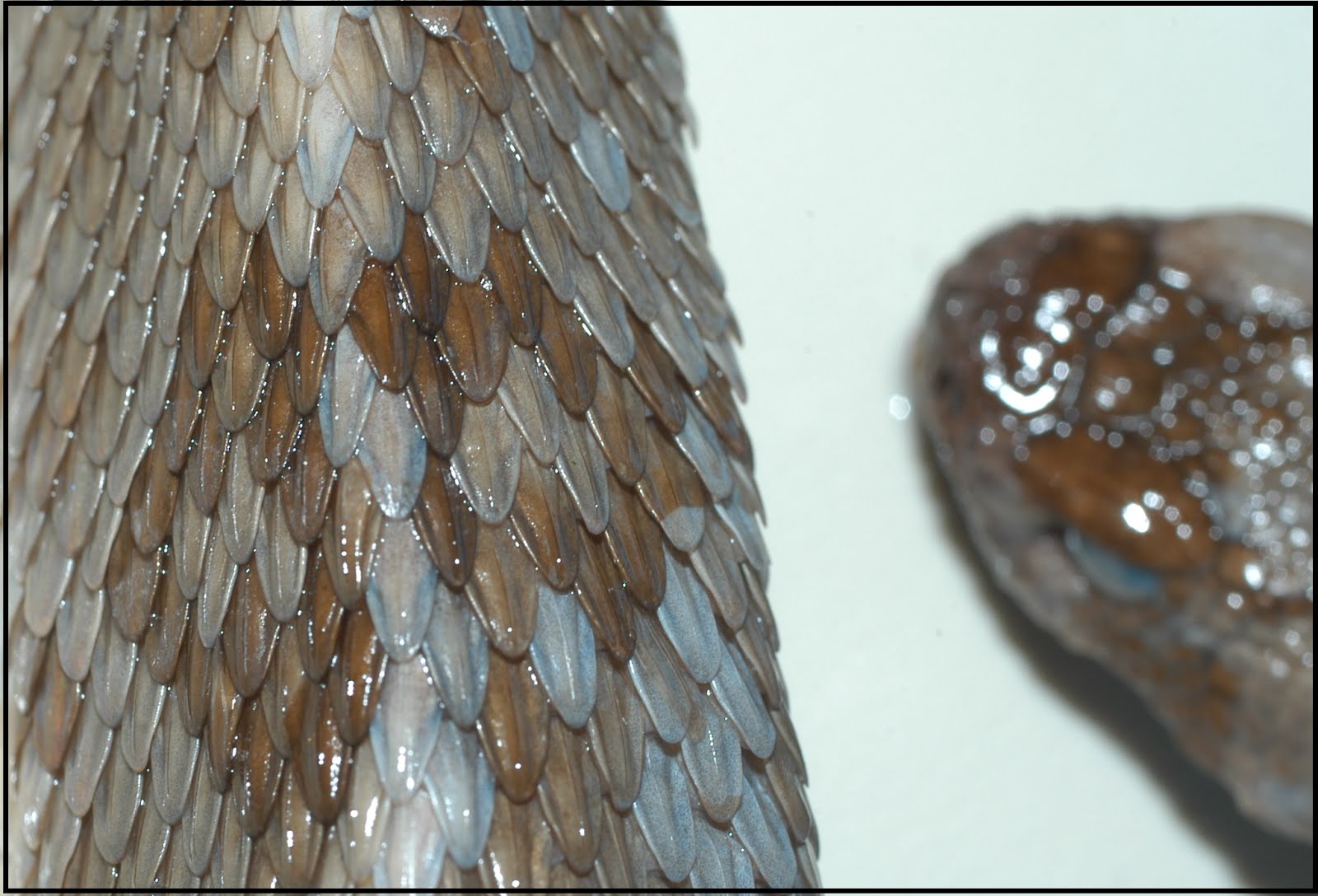 Biology of the Reptilia: Lab 1: General Anatomy of Reptiles. Chalaza ...