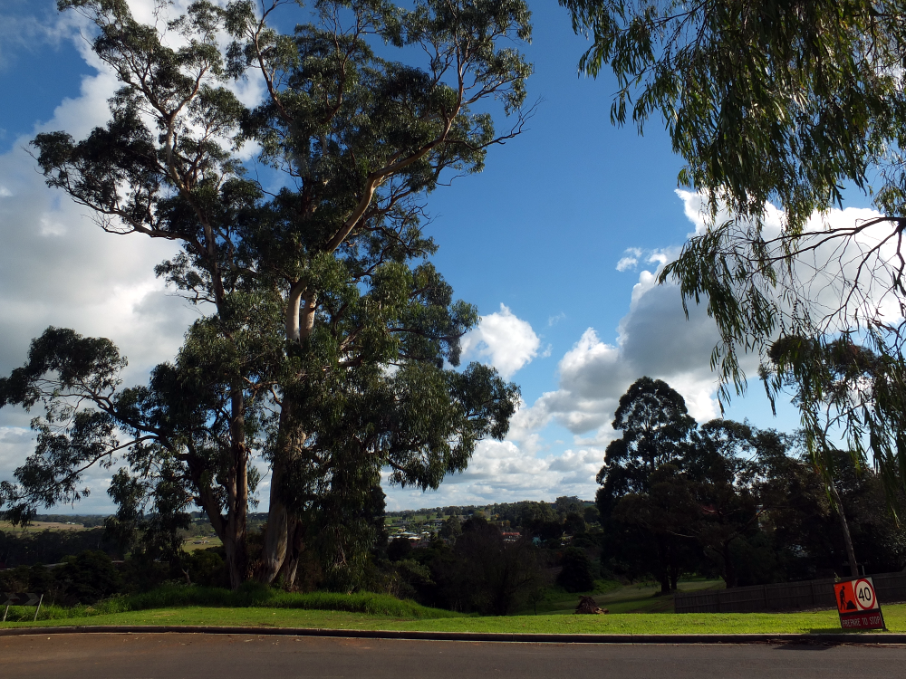 Friends of Drouin's Trees: The Railway Giant