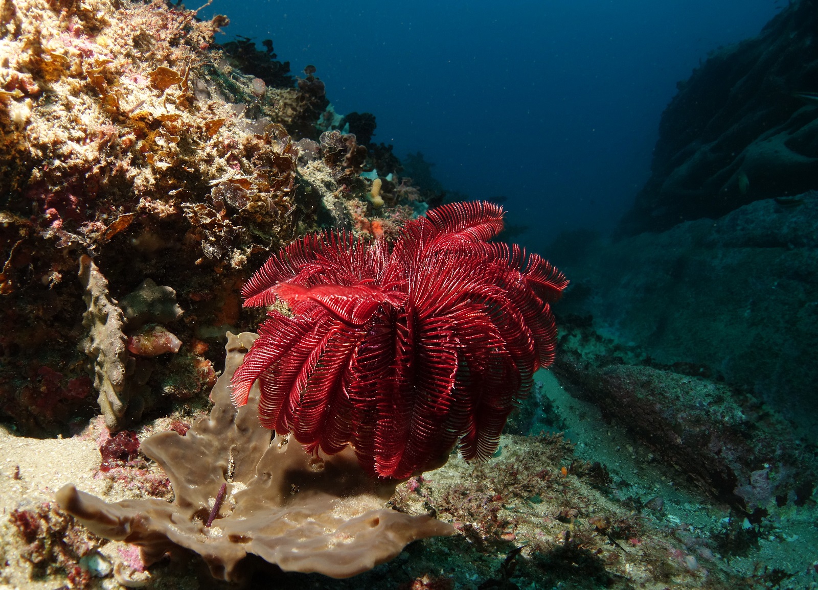 Real Monstrosities: Passion Flower Feather Star