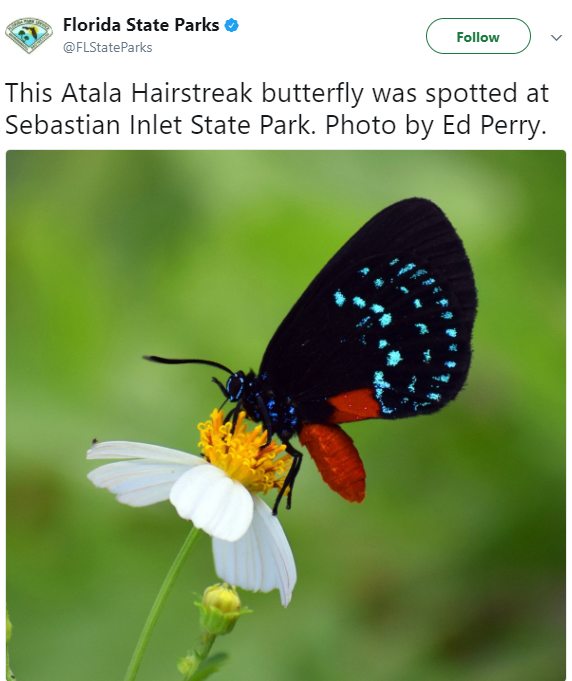 Earth and Space News: Atala Butterfly Rebounds From Possible Extinction ...
