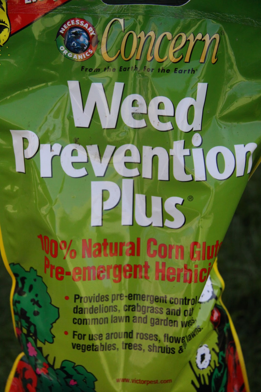 lisa gammel maas: in clover: Suffering and Succulents