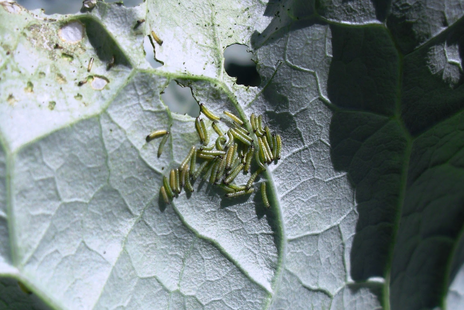 El huerto del Lopez: EL GUSANO DE LA COL
