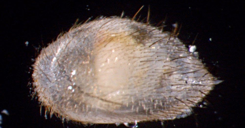 Variety of Life: Bairdia