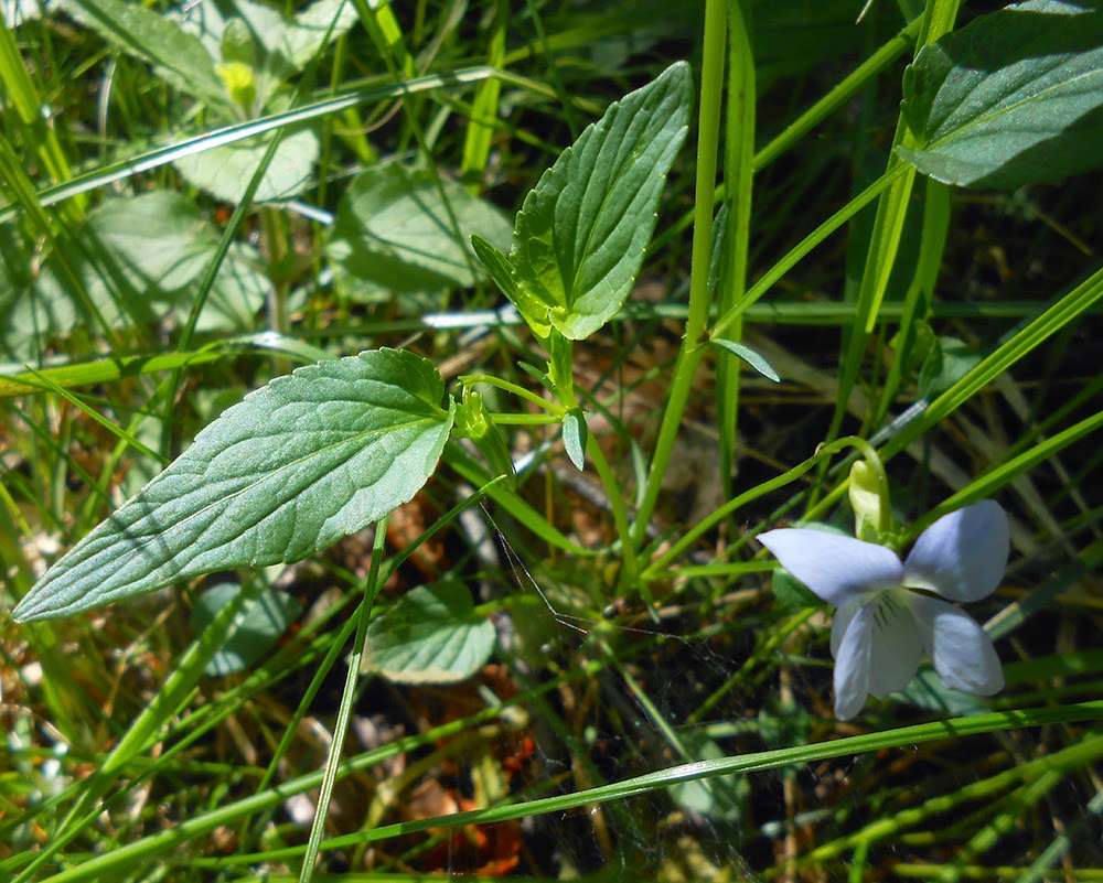 Il Giardino di Psiche: Alcune varietà di Violetta