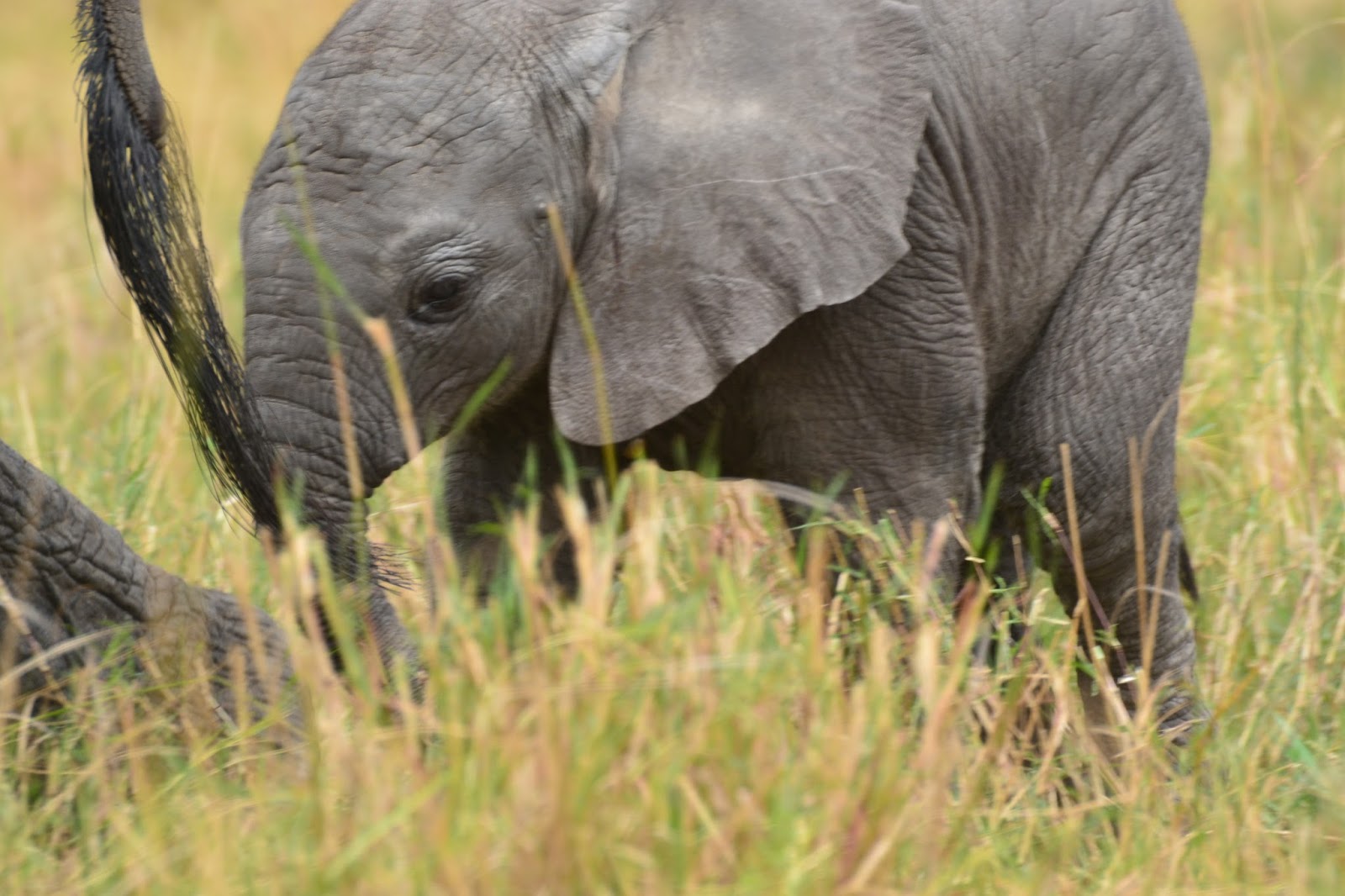 Africa Safari 2013: Day - 26 Naivasha to Kentmere Club in Limuru, Kenya