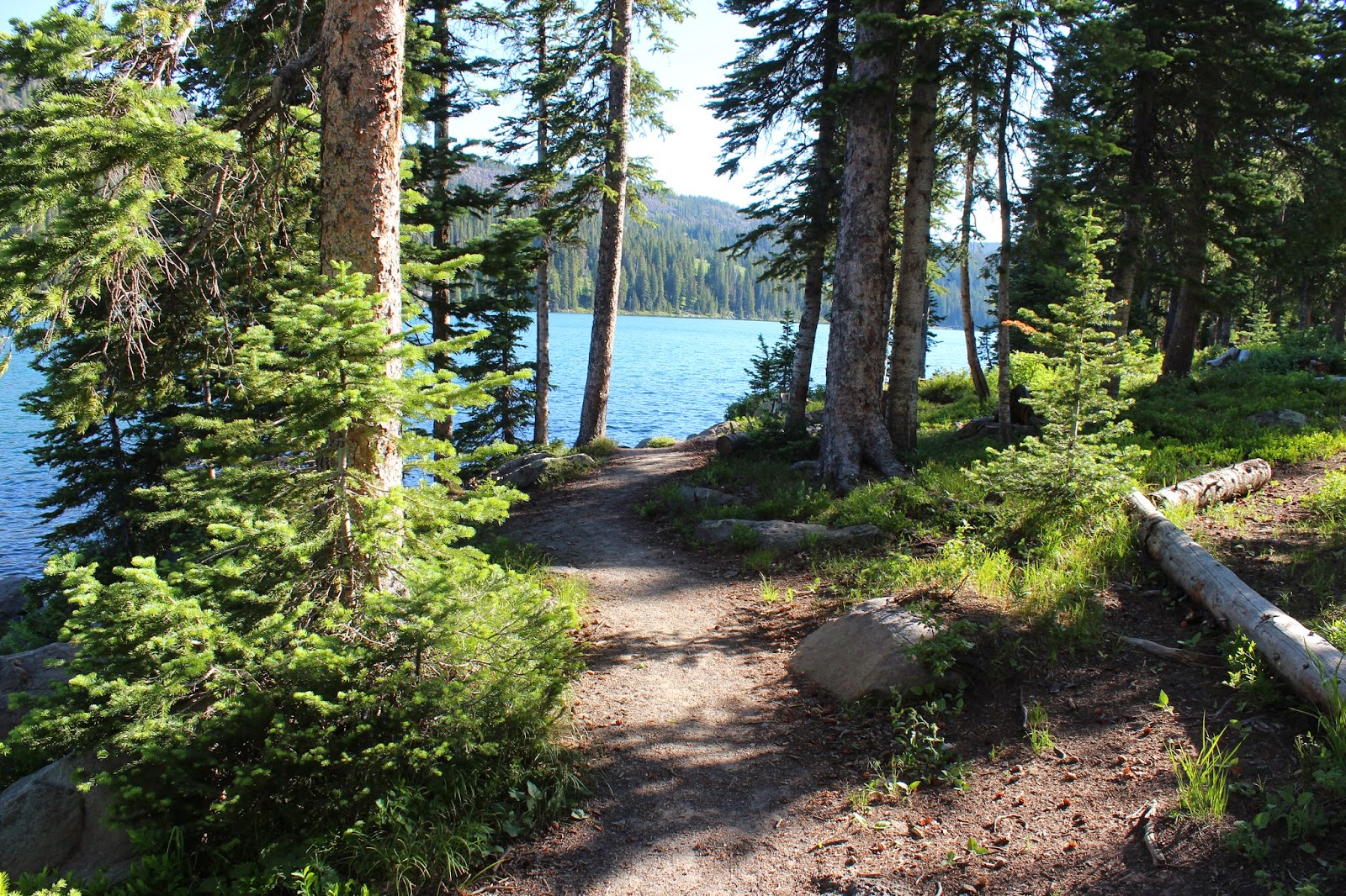 Are Dogs Allowed At Island Lake State Park