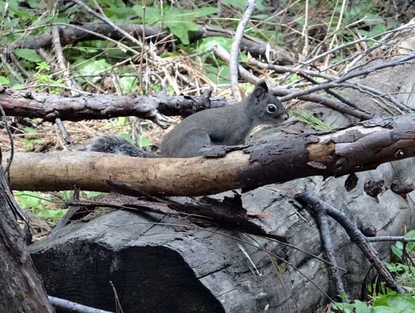 Reflections From the Fence: THE Trip, THE Encore' :: Calaveras Big ...