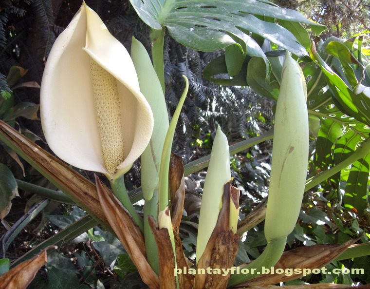 Plantas y flores: Monstera deliciosa