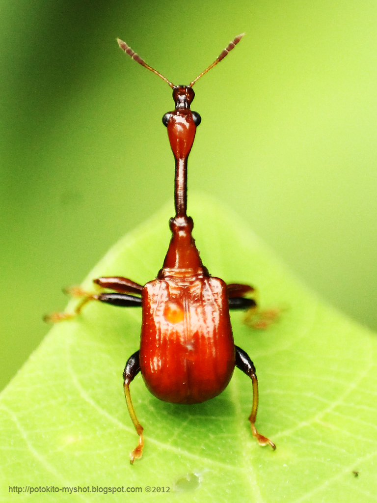 Giraffe Weevil (Paracycnotrachelus sp)
