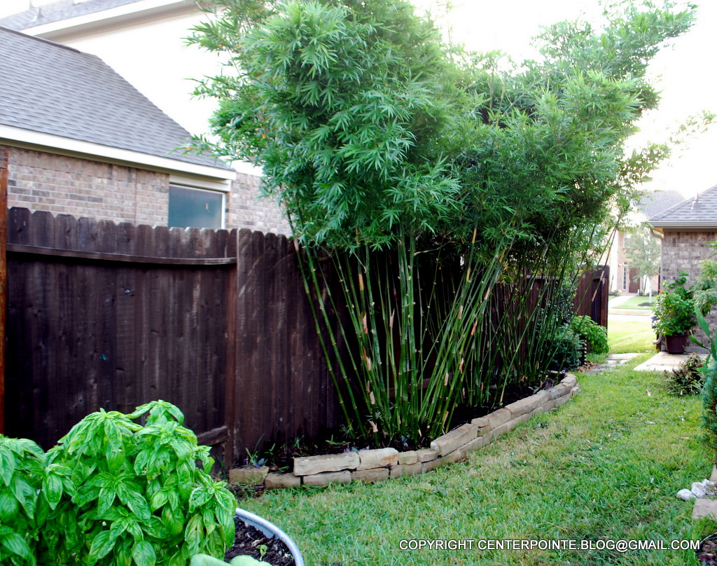 Centerpointe Communicator: Bamboo privacy hedge, Part 2: Pleachy keen