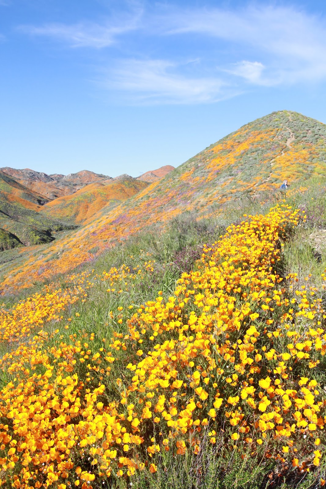 The Rae's: The Super Bloom 2019