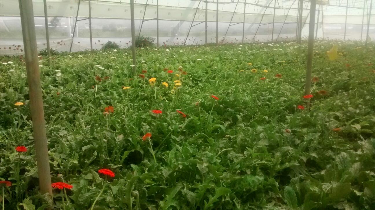 Power Transmission: Commercial floriculture a rising industry with ...