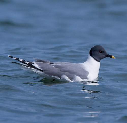Sabine's (fork-tailed) gull | Birds of India | Bird World