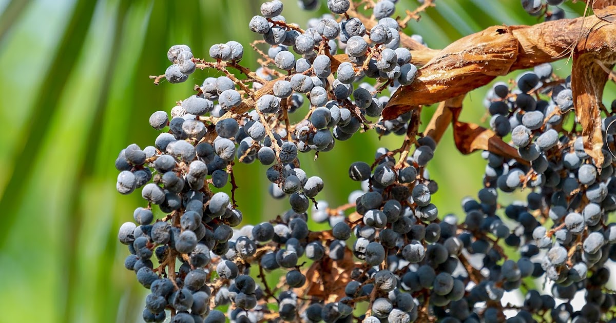layering plant propagation technique & its types - Plantbay