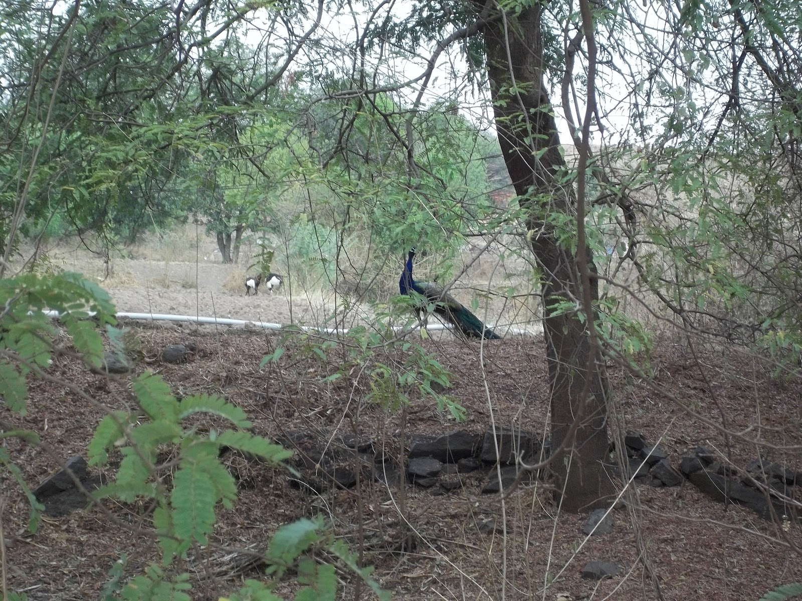 Wanderlust: Morachi Chincholi