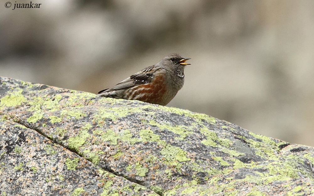 Miradas Cantábricas: Perdiz nival volando