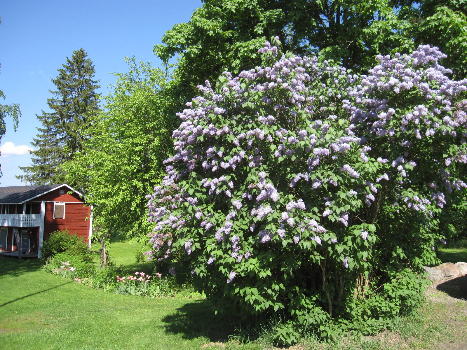 Päivänpesän elämää: Syreenien aikaan