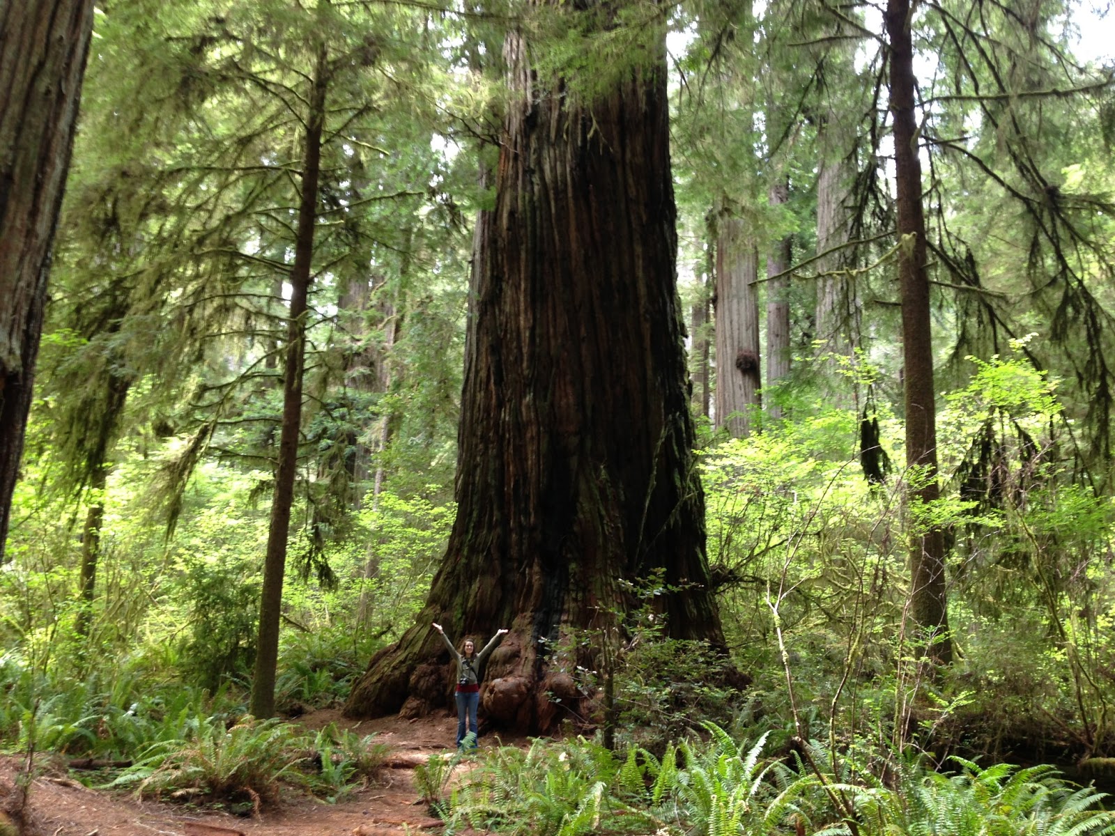 Steph's Travels: Northern California Part 1: The Redwoods